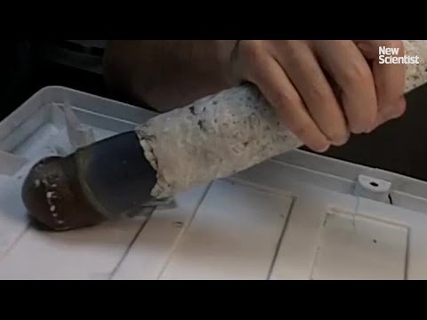 Giant ancient mollusc found alive for the first time - YouTube