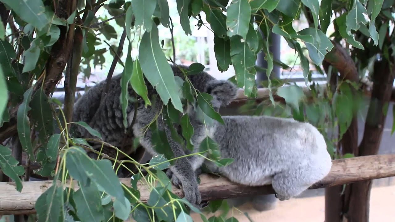 Cuddling and Fighting Koalas - YouTube