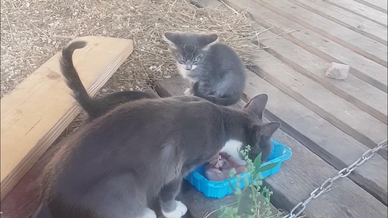 Бездомная кошка с котятами😿 Youtube