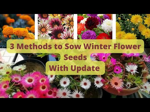 How to Grow Winter Flower Seeds in November|Three Methods to Sow Seeds ...