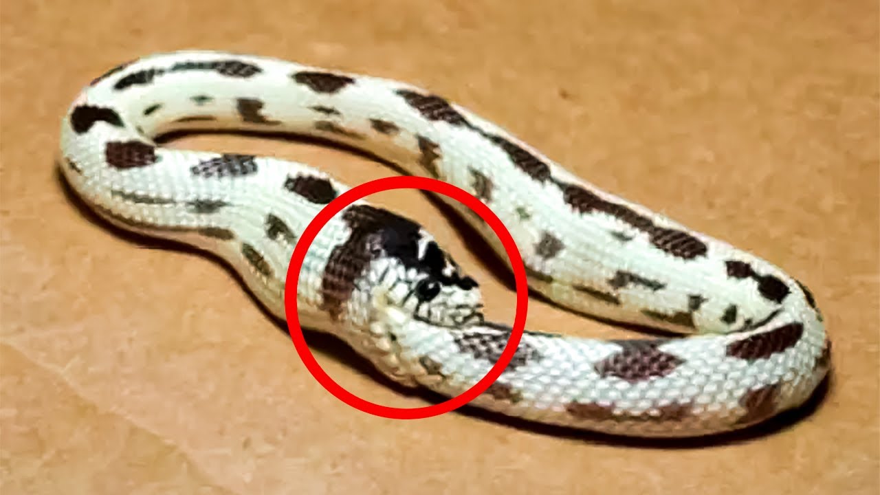 Why would these Animals Mysteriously Kill Themselves? - YouTube