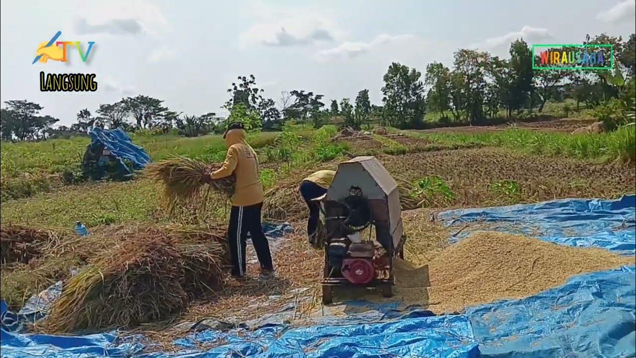 "Gepyok" Atau Memanen padi Sawah - YouTube