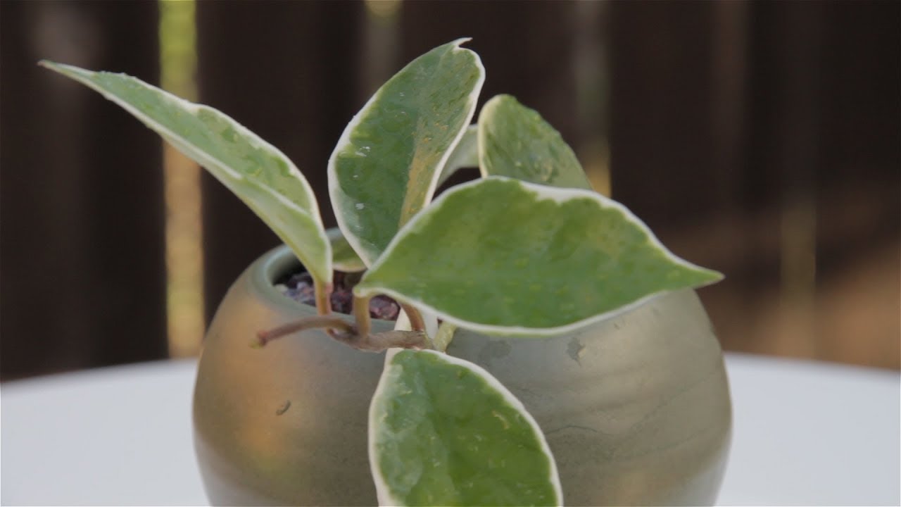 Hoya carnosa variegata “Variegated Hoya” - YouTube