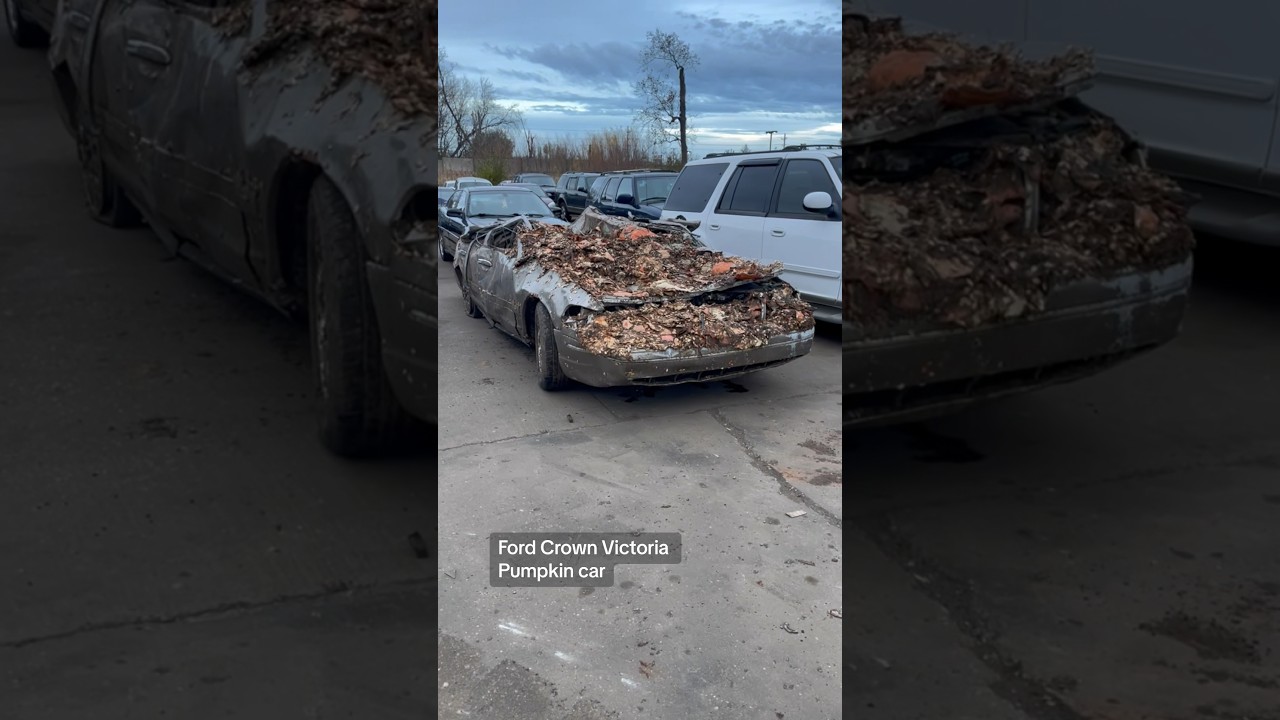 Kids absolutely destroyed this Crown Victoria with pumpkins, and now it ...