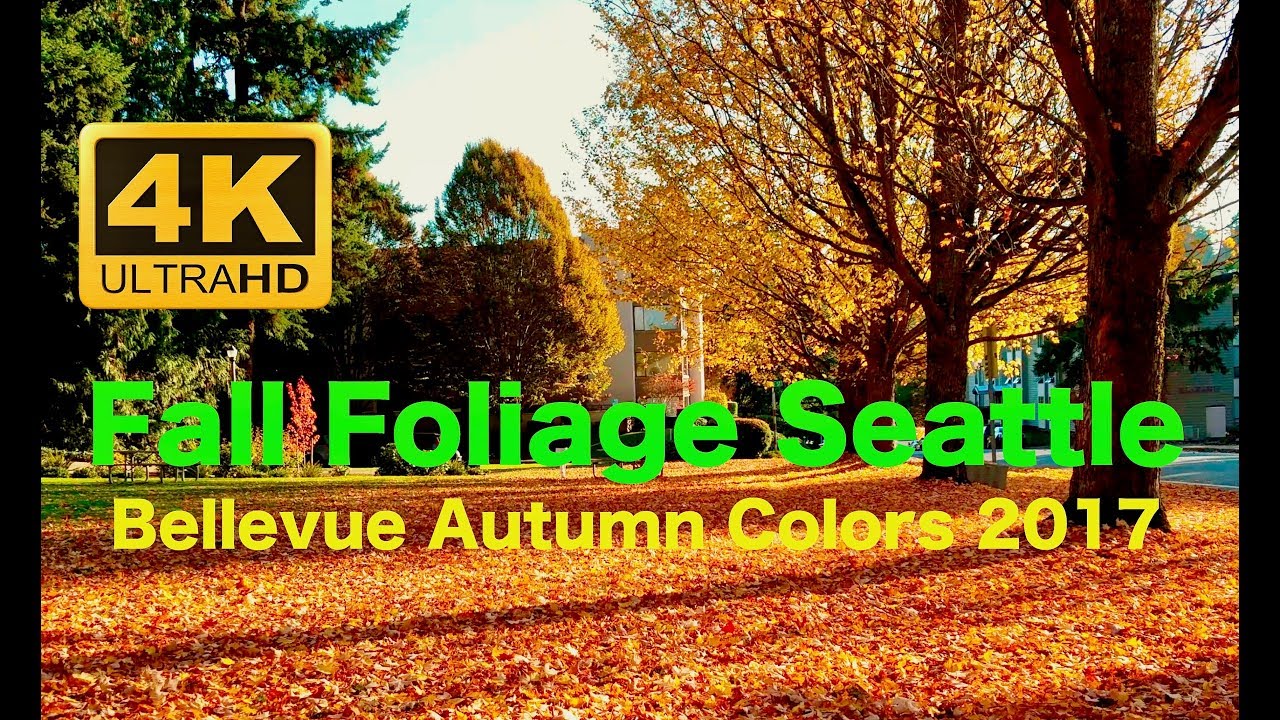 Fall Foliage Seattle 4K UHD Bellevue Autumn Colors 2017 - YouTube