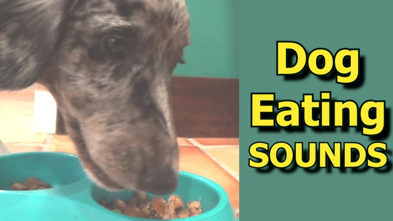 Dog Eating Sounds Loud Eating Sounds - YouTube