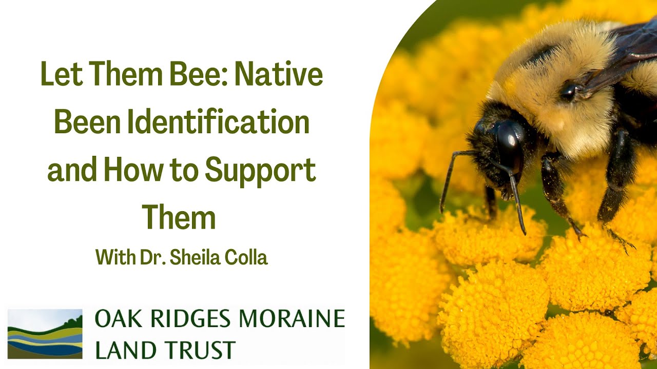 Let Them Bee: Native Bee ID and How to Support Them - YouTube