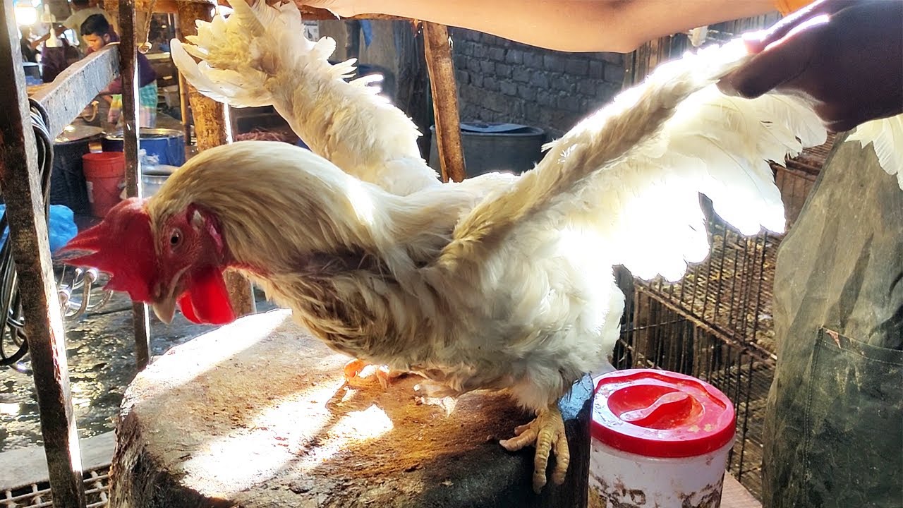 Live Country Chicken Cutting in Chicken Shop - YouTube