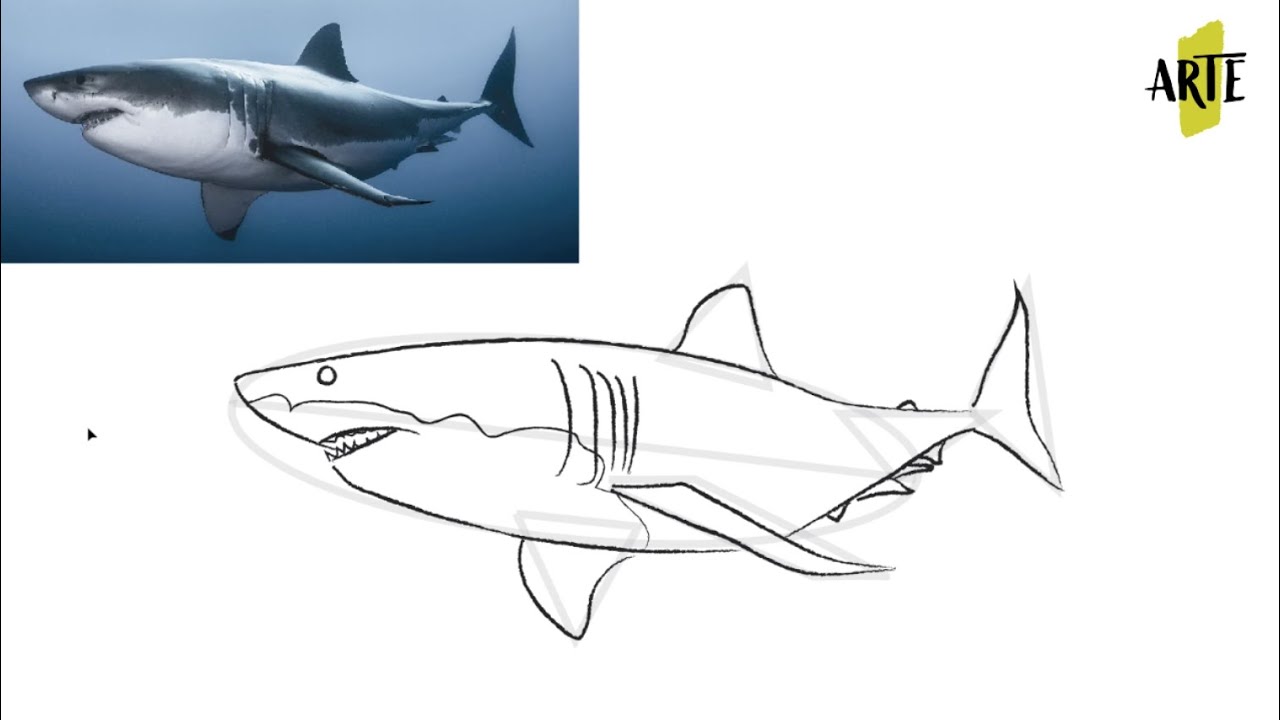 Dibujos De Tiburones Paso A Paso Cómo Dibujar Un Tiburón Kawaii