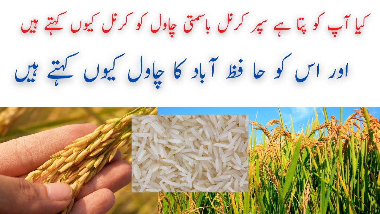 Super Kernel Basmati Rice || Pakistani super kernel basmati rice ...