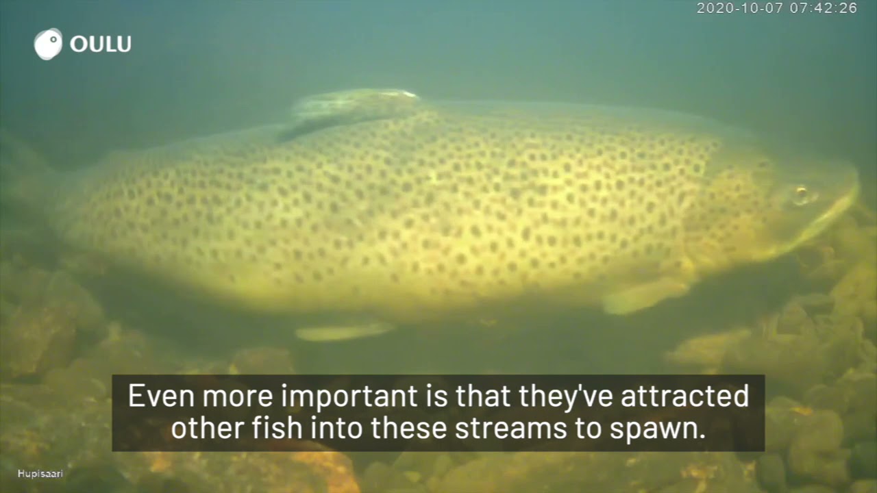 Return of the fish - YouTube