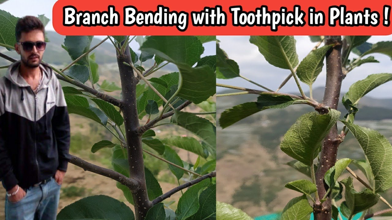 Branch Bending with Toothpick in Plants - YouTube