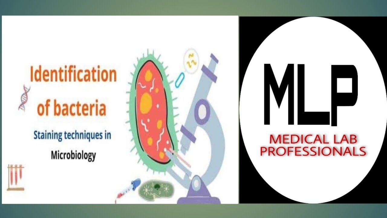 General Microbiology part - 6 || Identification of Bacteria..., Stains ...