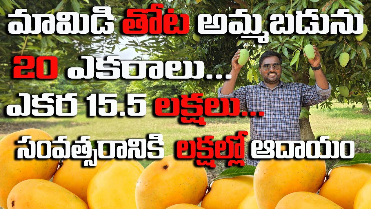 20 Acres mango Land For Sale 13 kms From #atmakur | @NandhuRealaEstate ...