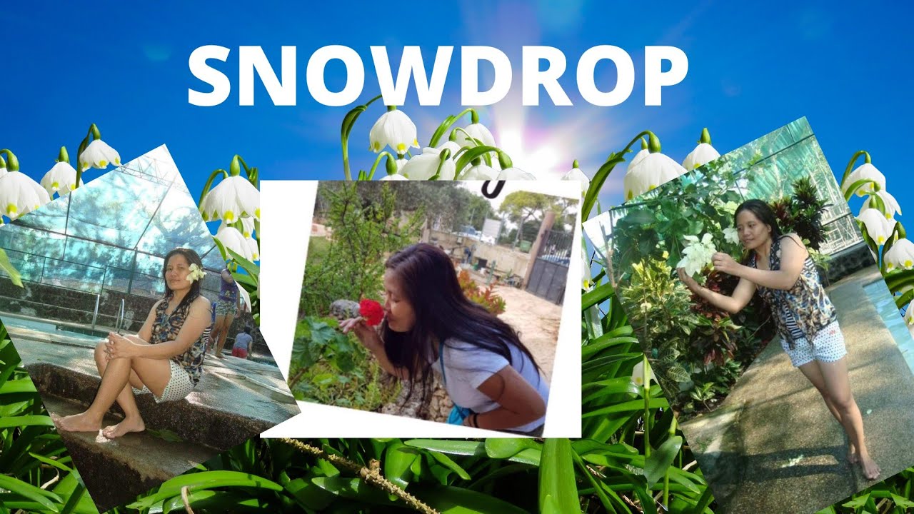 SNOWDROP/SCIENTIFIC NAME - YouTube