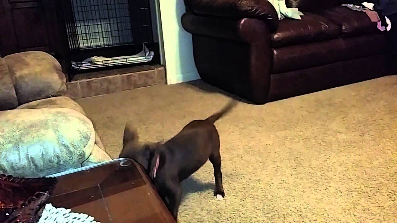 Chava, attack dog - YouTube