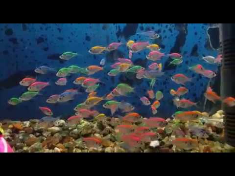 Artificial color injected tetra Fish - Free Aquarium videos, Royalty ...