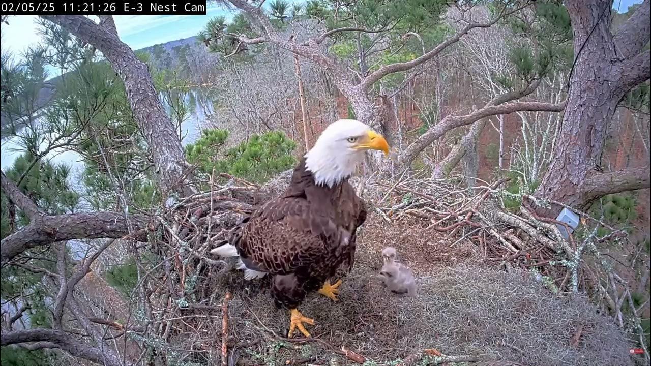 2025-Feb-05 | Kistachie National Forest E-3 Nest cam | bird life in the nest with nature #birds ...