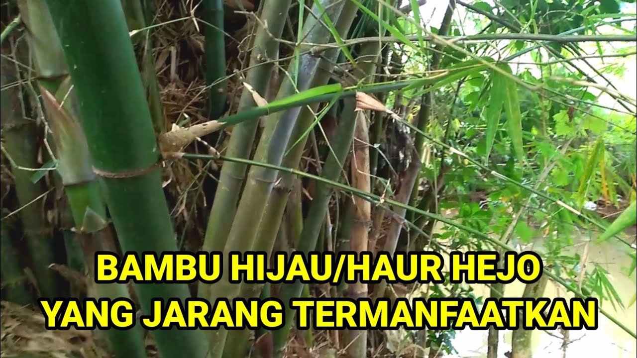 Jarang Termanfaatkan, Bambu Hijau/Haur Hejo, Sering Tumbuh Di Pinggir ...