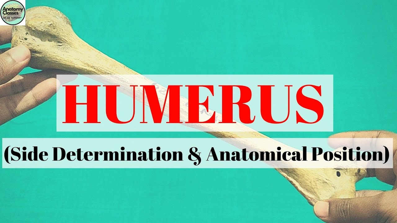 HUMERUS I Side Determination I Anatomical Position - YouTube