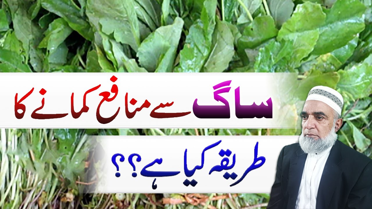 How to achieve profit from Mustard (Saag) || Crop Reformer - YouTube