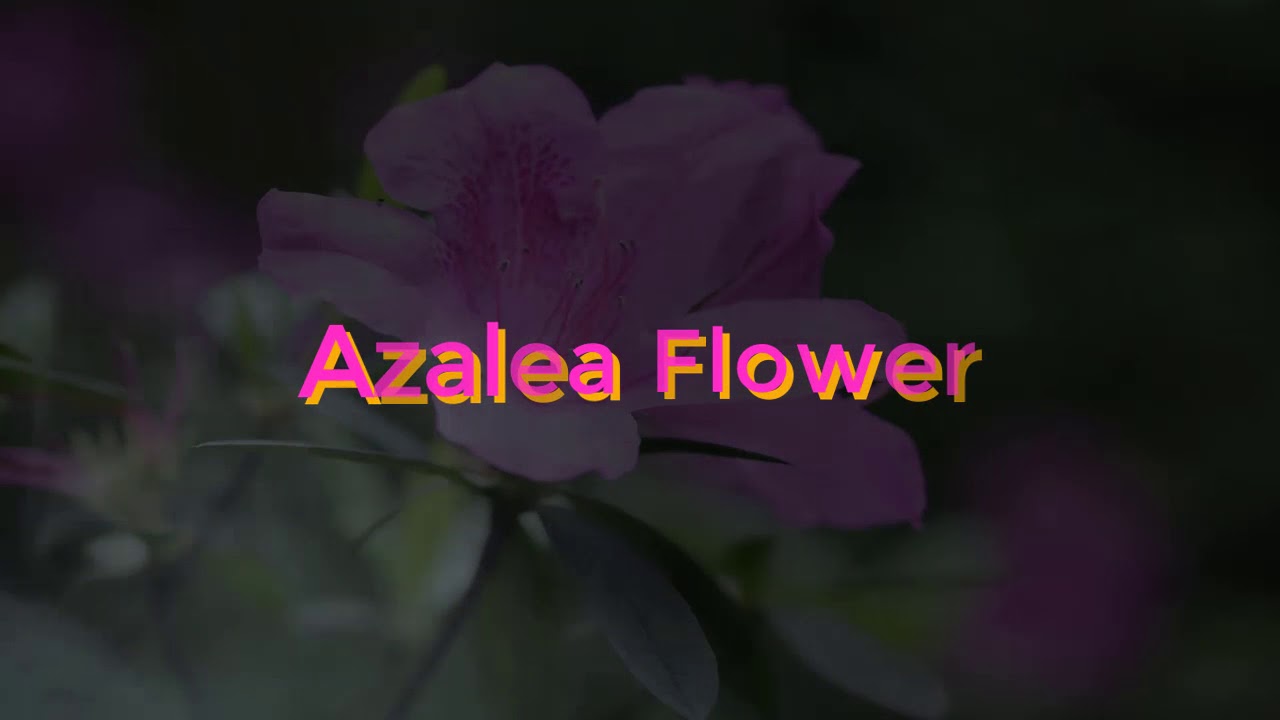 Azalea Flower Spiritual Meaning | Best Flower Site