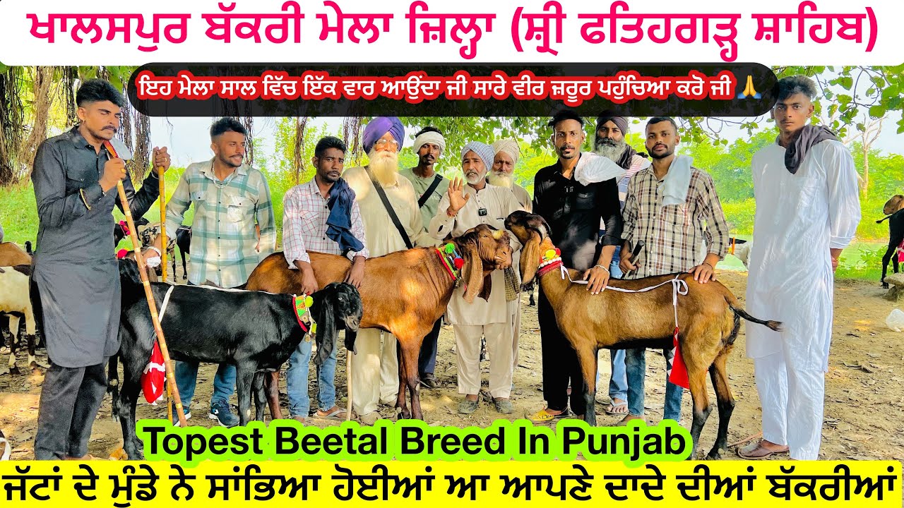 ਖਾਲਸਪੁਰ ਬੱਕਰੀ ਮੇਲਾ ||Pure beetal goat in Punjab ||Best beetal goat farm ...