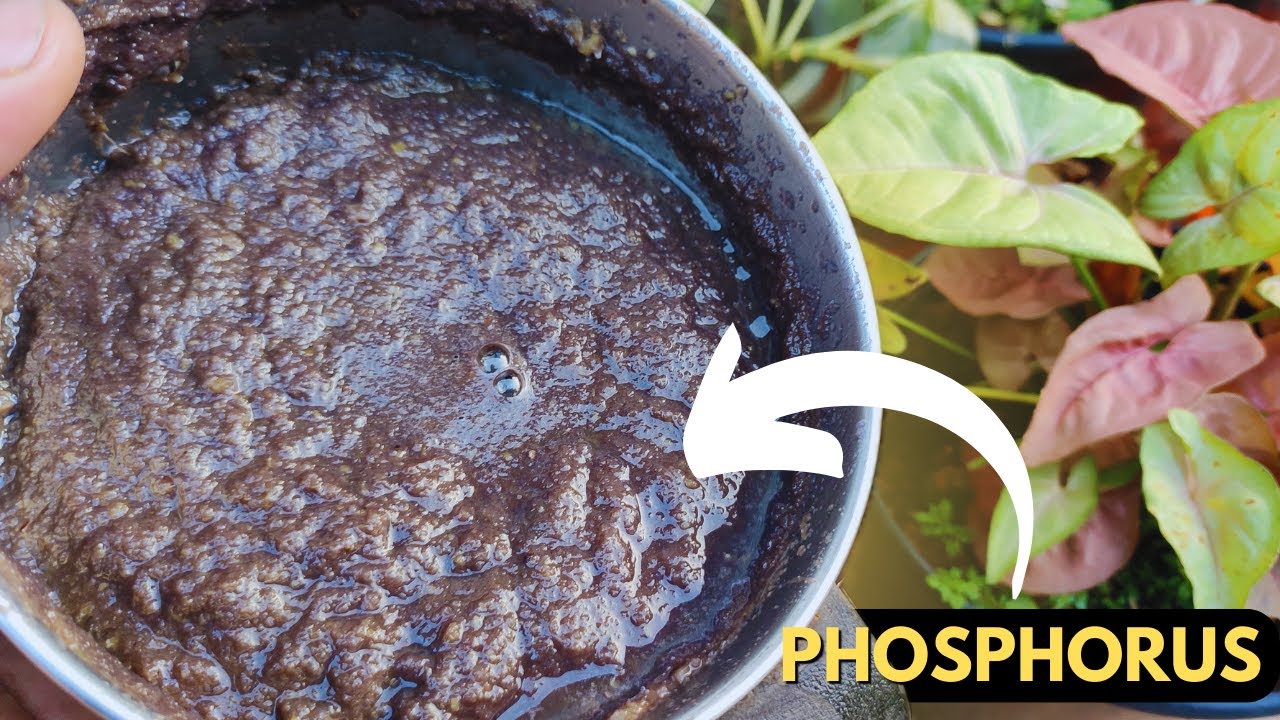 How to Make Liquid Phosphorous Fertilizer (Organic) - YouTube