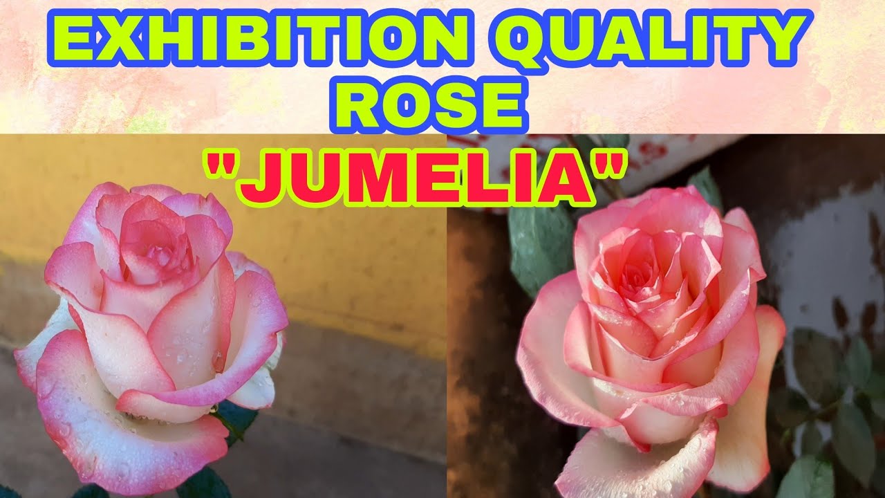 Exhibition Quality Rose "Jumelia" - YouTube
