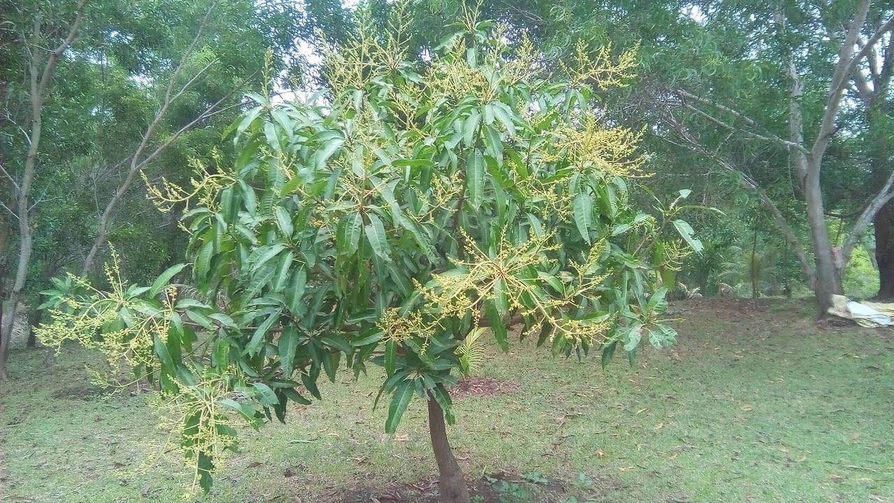 OUR MANGO TREES LOOKING GOOD VERY HEALTHY - YouTube