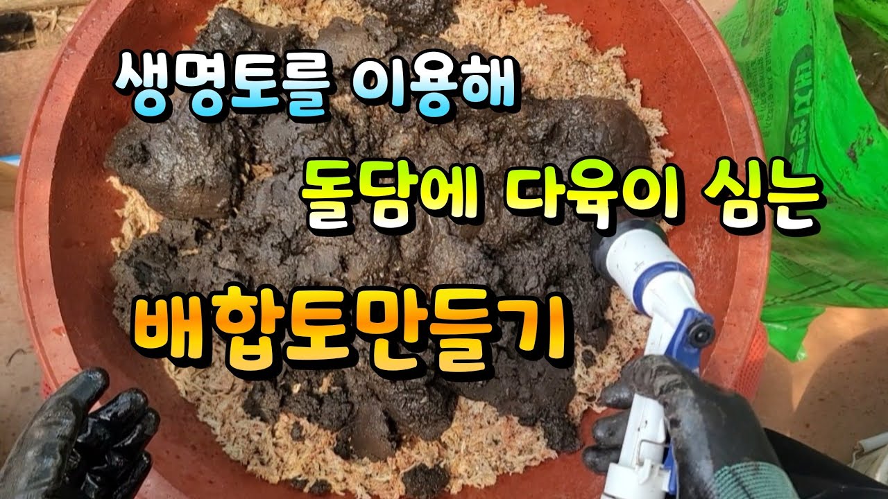 생명토를 이용해 돌담에 다육이 심는 배합토 만들기 다육식물 다육이 다육이키우기 다육이키우기 바위솔 Youtube