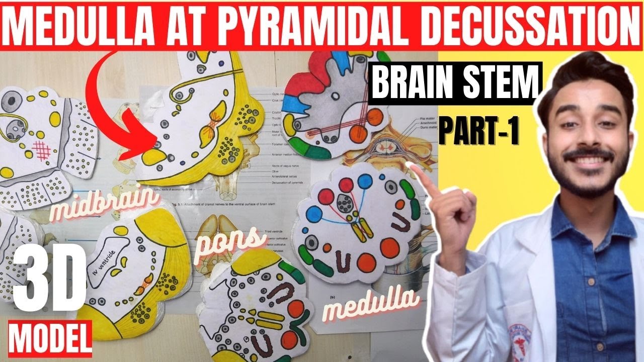 Brain stem anatomy 3d | medulla oblongata at pyramidal decussation ...