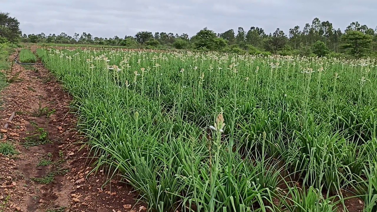 Sugandaraja flower karnataka (Arka Prajwal) 2020 - YouTube