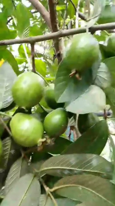 Guava Java #guava #trend #bayabas #viral #kmjs #SHORTS // EREST GOROSPE - YouTube