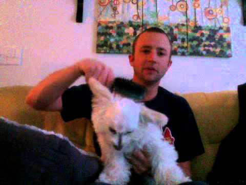 How to brush a PomaPoo feat Cam!