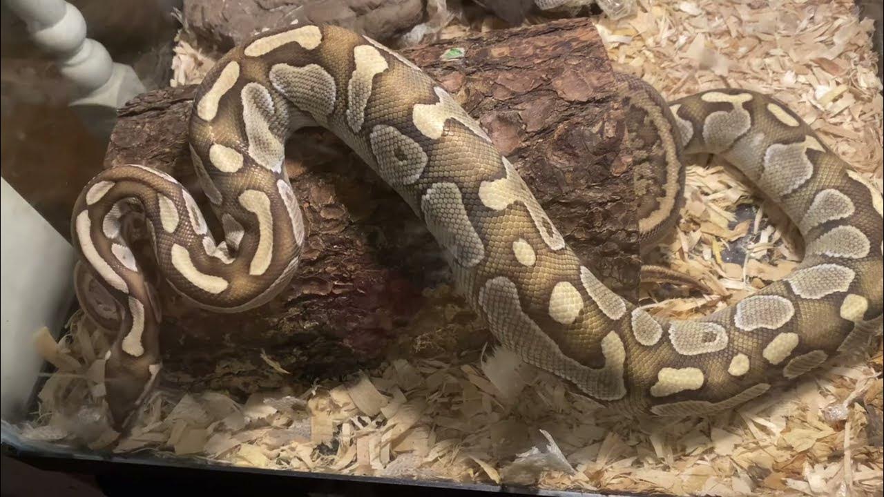 WE HAVE A LOCK! BABY BALL PYTHONS COULD BE ON THE WAY! - YouTube