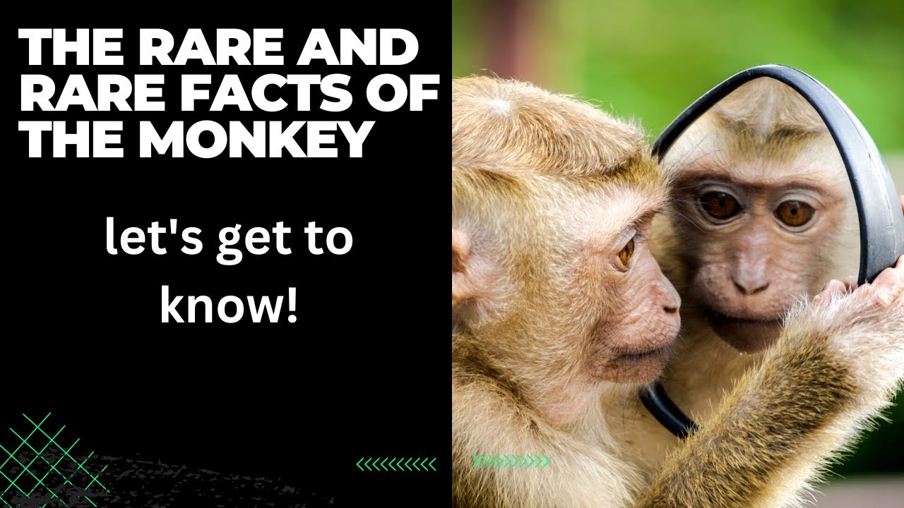 The rare and rare facts of the monkey let's get to know #wild #monkey # ...