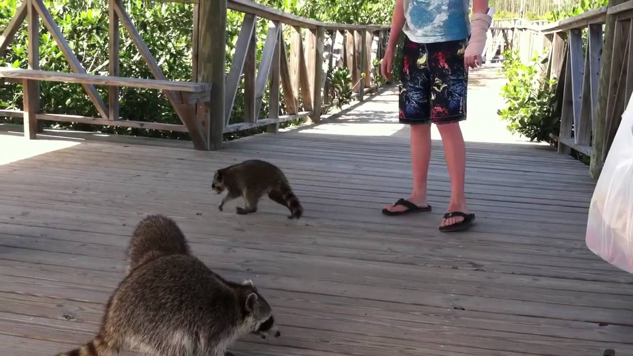 Raccoons at Lucayan National Park, Bahamas - YouTube