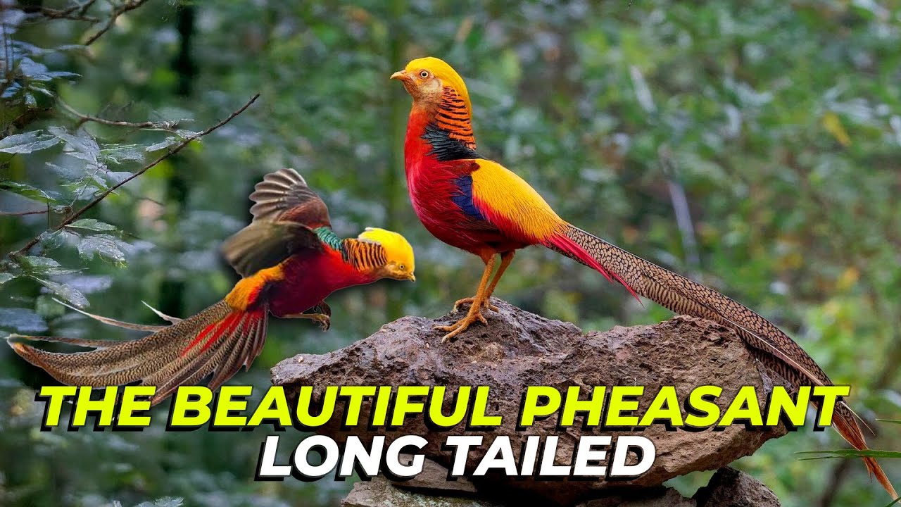 Golden Beauty from China - The Long Tailed Chicken ! - YouTube