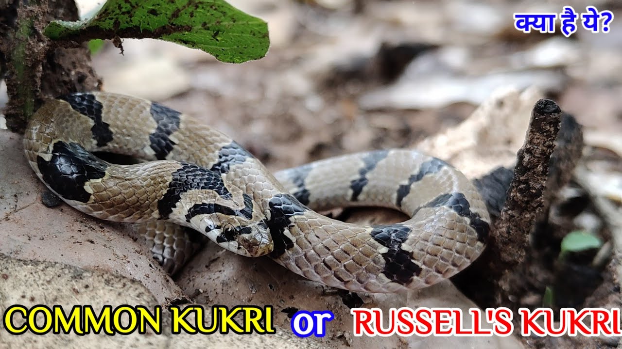 COMMON KUKRI या कुछ और....।। BIG CONFUSION।। SNAKES OF INDIA। - YouTube