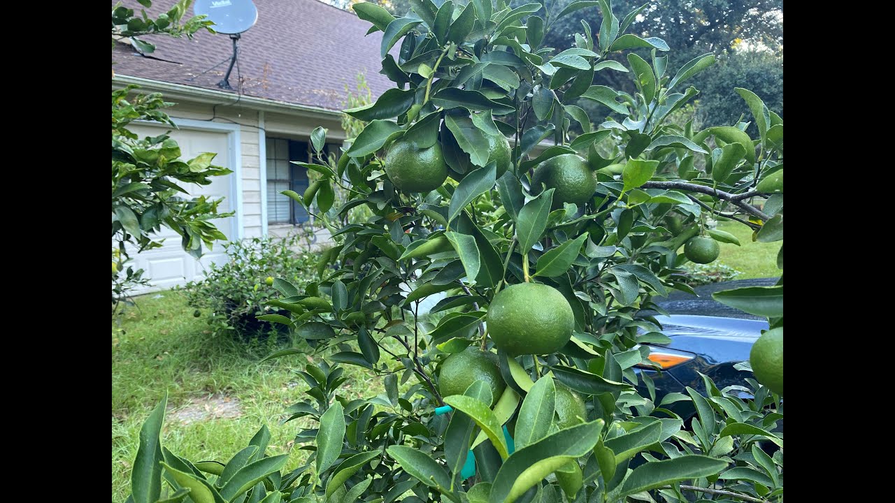 14 Texas Citrus Trees grown in containers, 12 different varieties ...