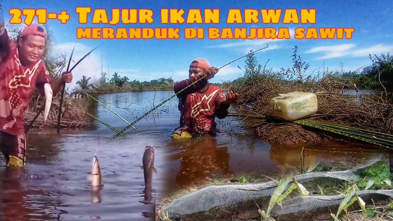 KETIKA RAWA SEMAKIN SIRUT,,IniLah Yang TERJADI.... PESTA IKAN BESAR di ...