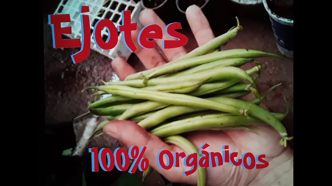 Cultivo de Ejote, Judias Porotos Verdes en Maceta - Frijol ejotero ...