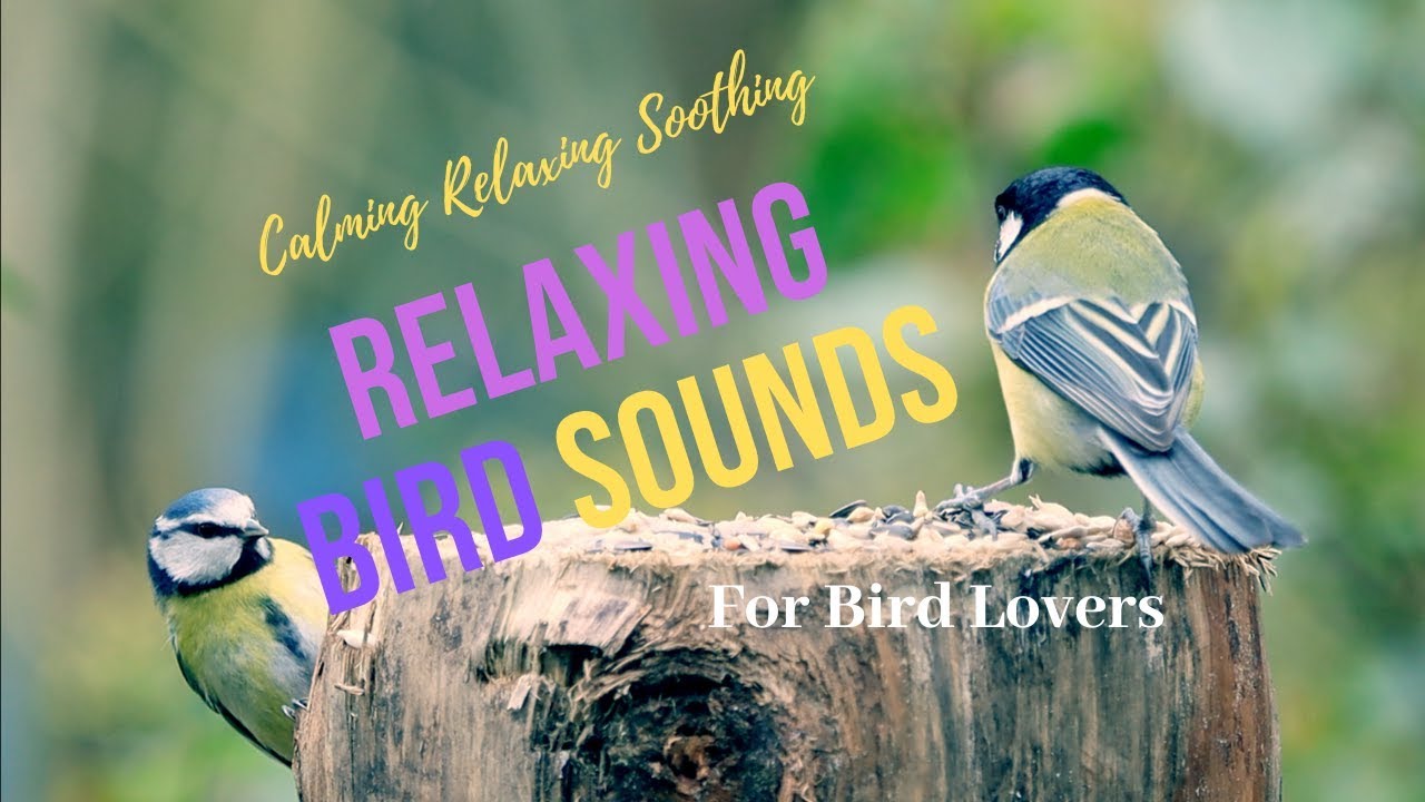 Calming Relaxing Soothing Bird Sounds - YouTube