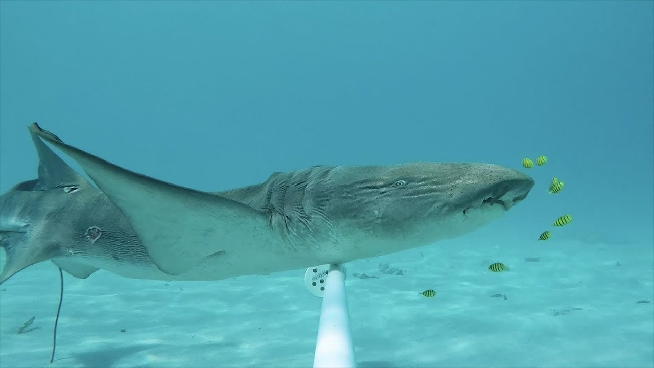 Baited Remote Underwater Video Systems (BRUVS) - YouTube