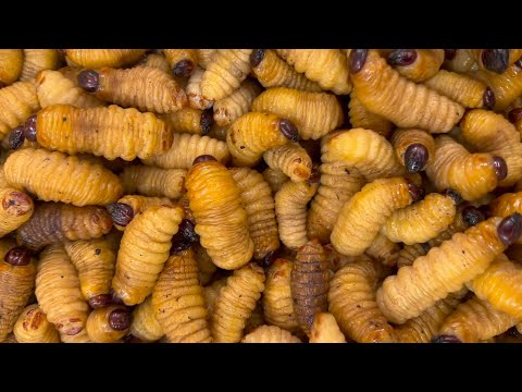 Palm Worms Are Nutritious, Delicious and Terrifying - YouTube