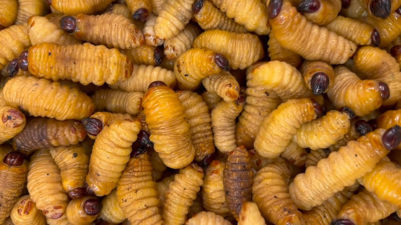 Palm Worms Are Nutritious, Delicious and Terrifying - YouTube
