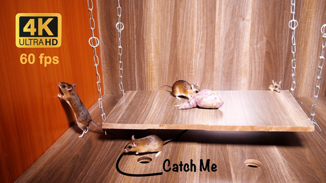 Cat TV: Mesmerizing Mice Adventure for Your Cat's Entertainment! 🐭 8 ...