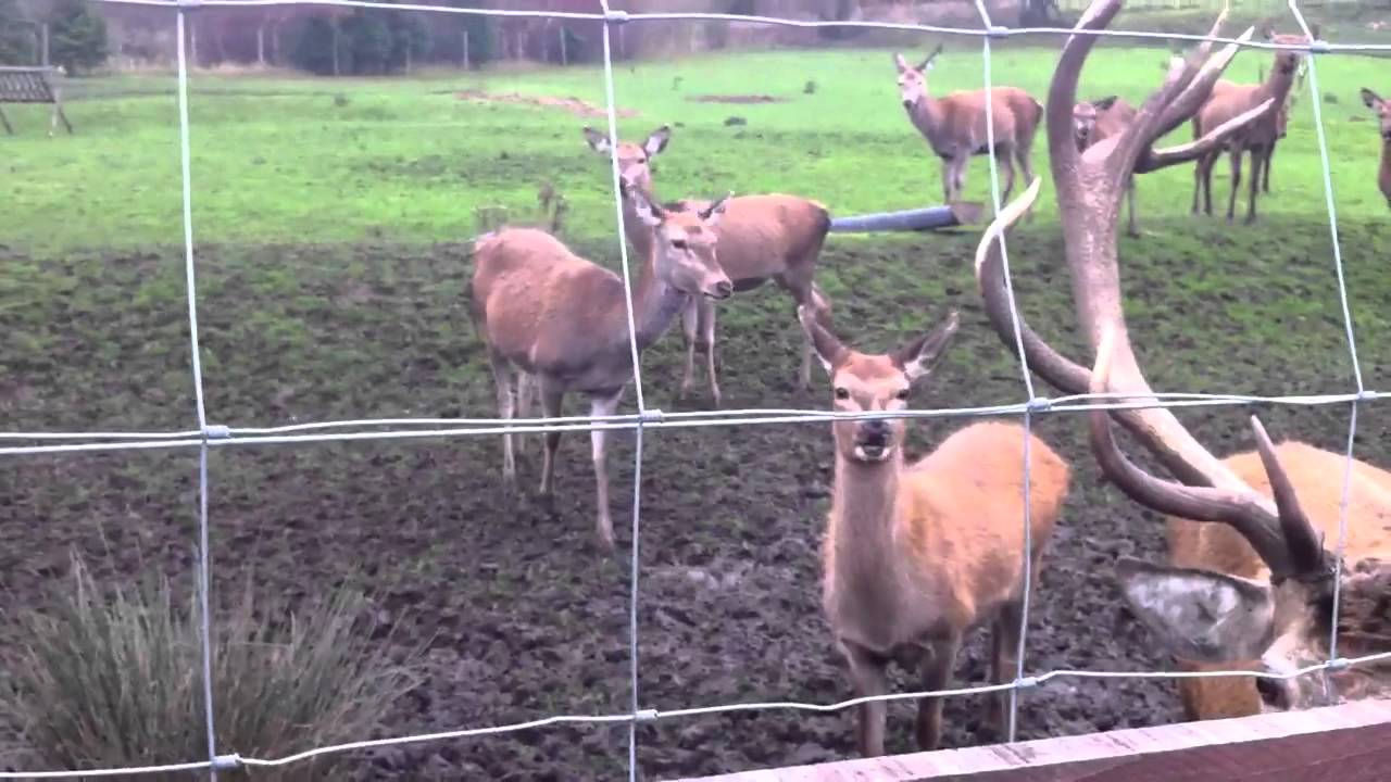 Knitsley Mill Grounds - YouTube