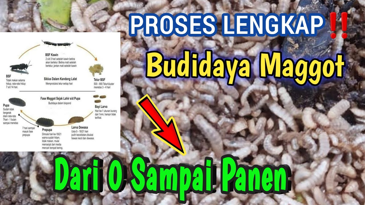 Proses lengkap budidaya maggot dari 0 sampai panen - YouTube